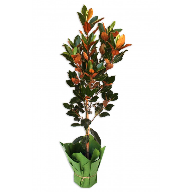 Magnolia Little Gem Plant perth | Magnolia Plant Perth