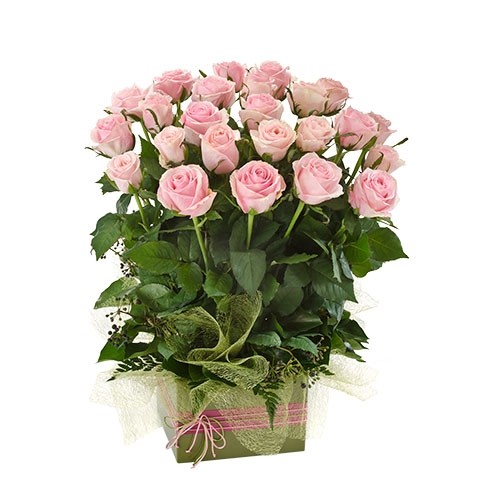 2 Dozen Pink Roses Perth Delivery | Send Pink Roses Perth