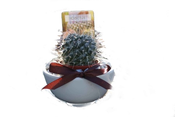 Cactusl Perth | Cactus Plant Gifts Delivery Perth